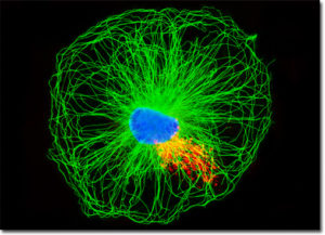 ASCHEM – Advanced syntheses and services in chemistry for your reseach ...